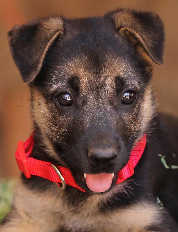 Westside German Shepherd Rescue of Los Angeles