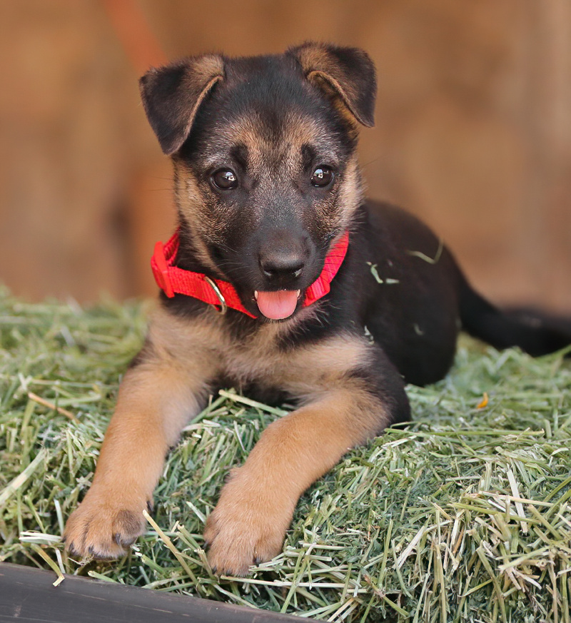 Westside German Shepherd Rescue of Los Angeles