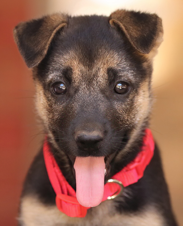 Westside German Shepherd Rescue of Los Angeles