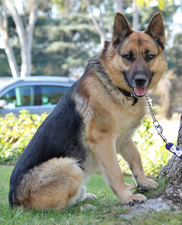 Westside German Shepherd Rescue of Los Angeles