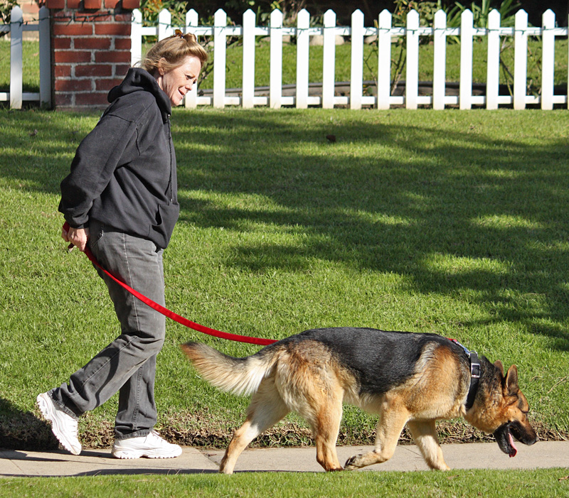 Westside German Shepherd Rescue of Los Angeles