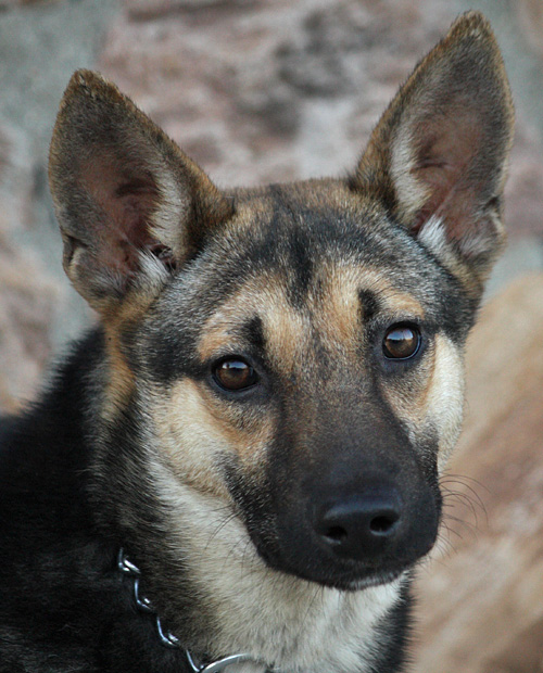 Westside German Shepherd Rescue of Los Angeles