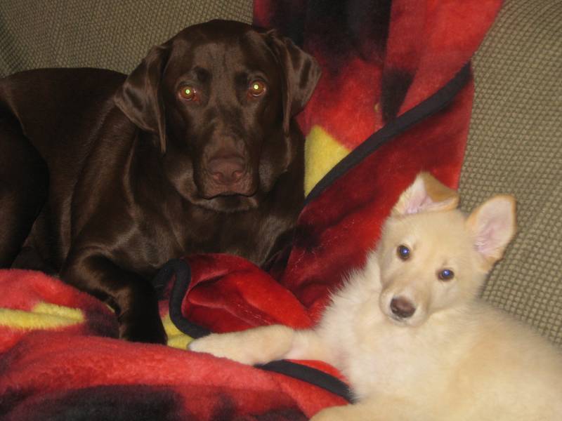 Westside German Shepherd Rescue of Los Angeles - Tails of Joy ...