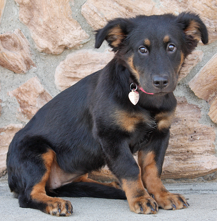 Westside German Shepherd Rescue of Los Angeles