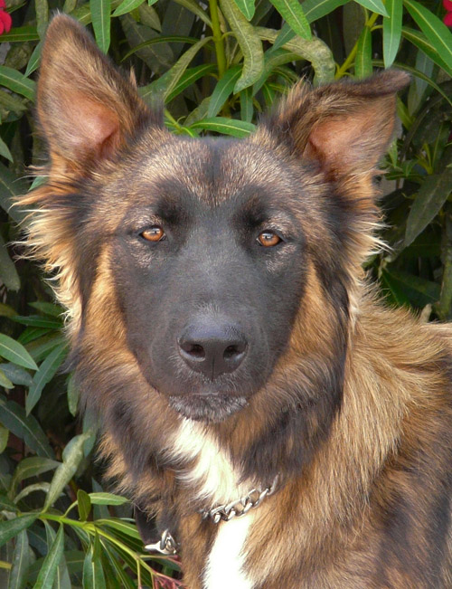 Westside German Shepherd Rescue of Los Angeles