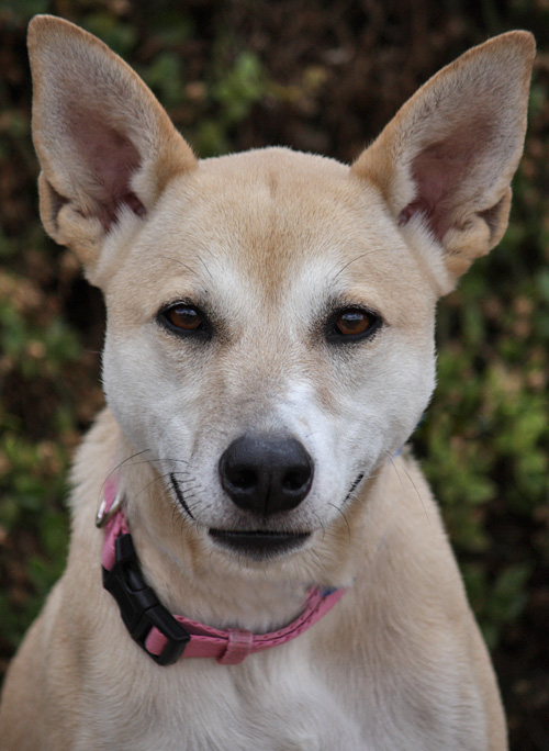 Westside German Shepherd Rescue of Los Angeles