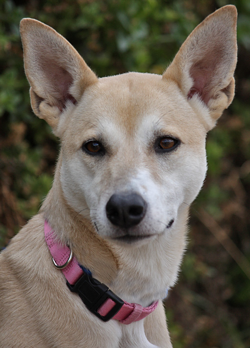 Westside German Shepherd Rescue of Los Angeles