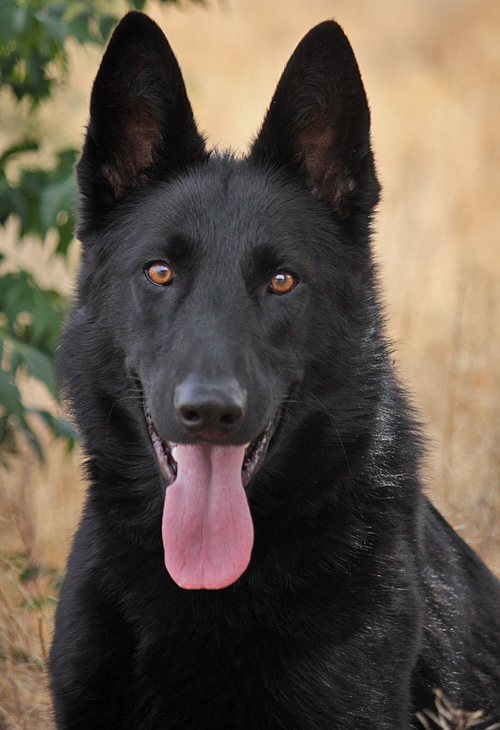 Westside German Shepherd Rescue of Los Angeles