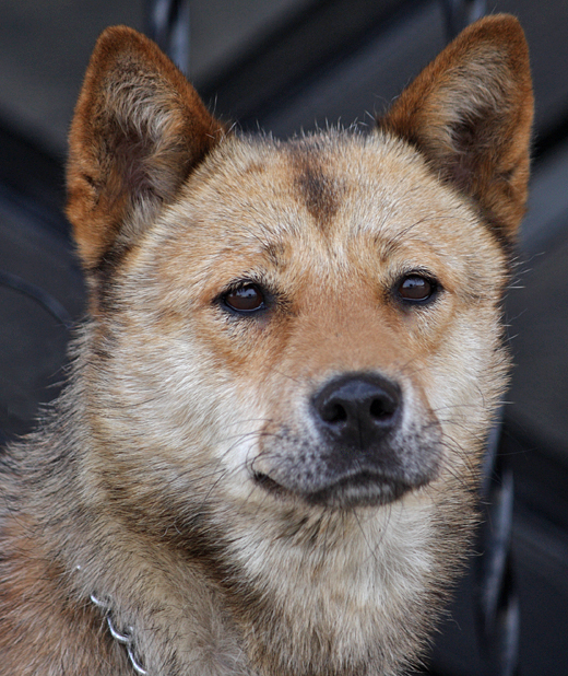 Westside German Shepherd Rescue of Los Angeles
