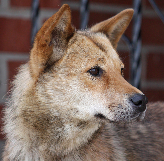 Westside German Shepherd Rescue of Los Angeles