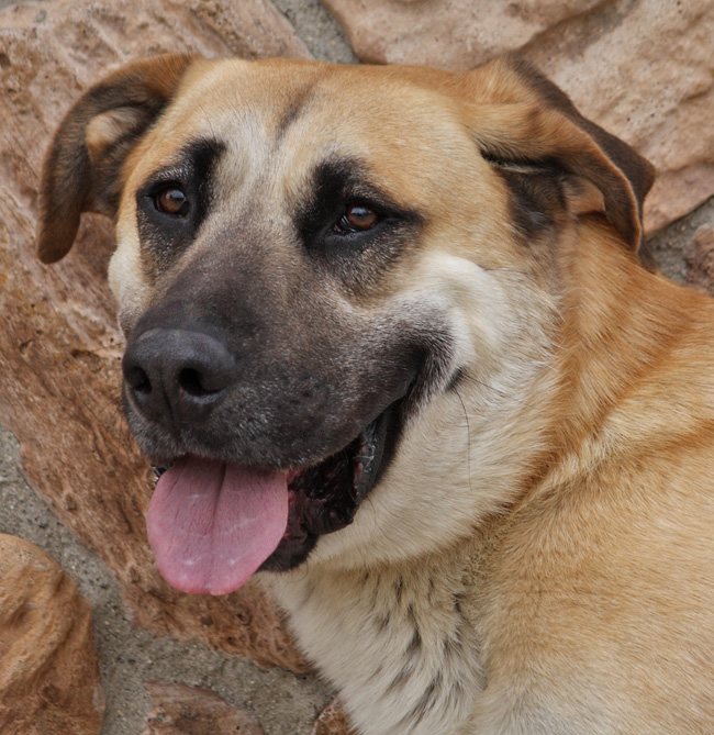 Westside German Shepherd Rescue of Los Angeles