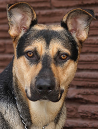 Untitled Document [sheprescue.org]