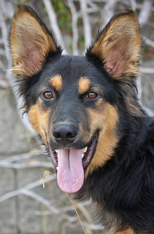 Westside German Shepherd Rescue of Los Angeles
