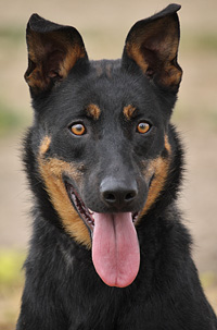 Untitled Document [sheprescue.org]