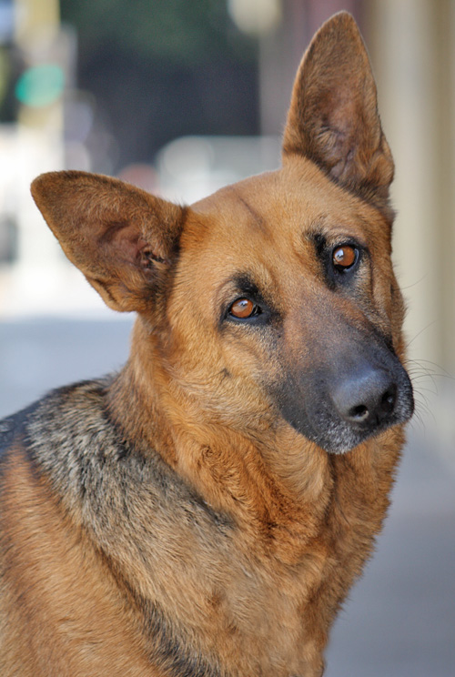 Westside German Shepherd Rescue of Los Angeles