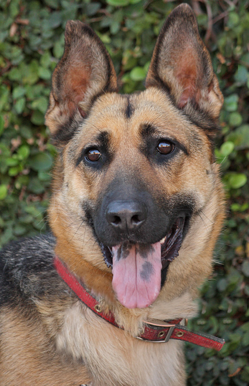 Westside German Shepherd Rescue of Los Angeles