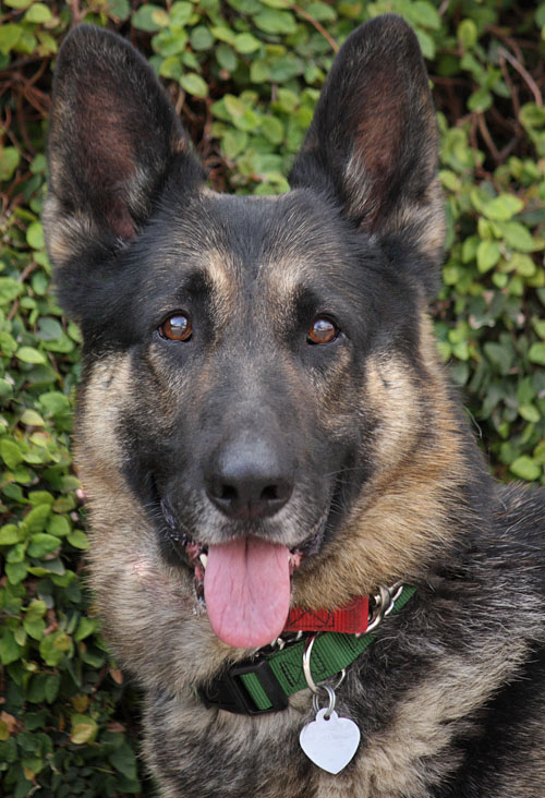 Westside German Shepherd Rescue of Los Angeles