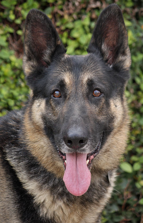Westside German Shepherd Rescue of Los Angeles