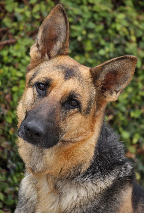 Westside German Shepherd Rescue of Los Angeles