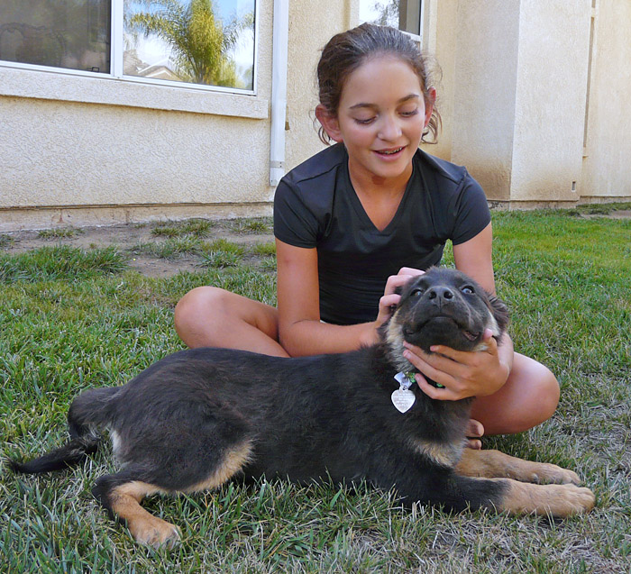 Westside German Shepherd Rescue of Los Angeles