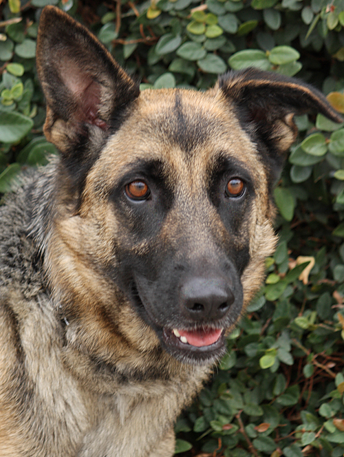 Westside German Shepherd Rescue of Los Angeles