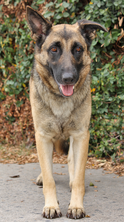 Westside German Shepherd Rescue of Los Angeles