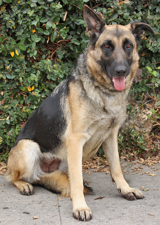 Westside German Shepherd Rescue of Los Angeles