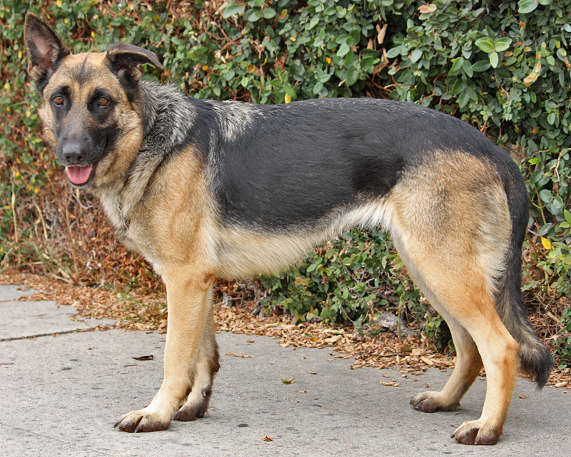 Westside German Shepherd Rescue of Los Angeles