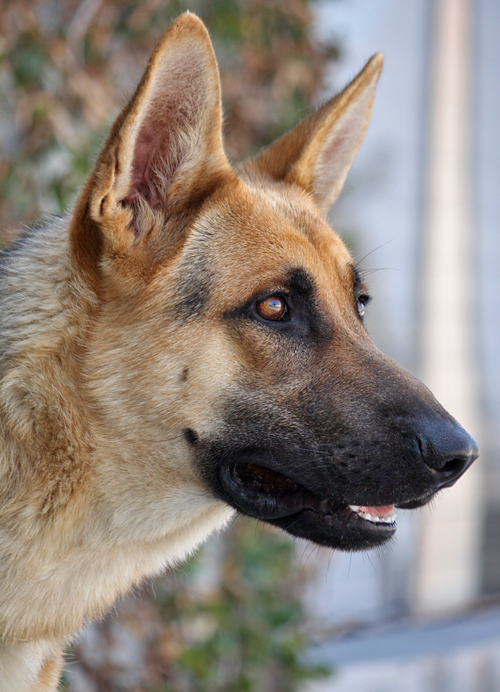 Westside German Shepherd Rescue of Los Angeles