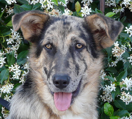 Westside German Shepherd Rescue of Los Angeles