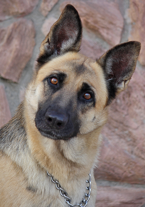 Westside German Shepherd Rescue of Los Angeles