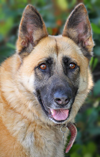 Untitled Document [sheprescue.org]