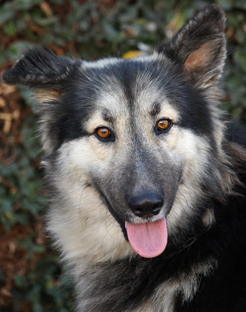 Westside German Shepherd Rescue of Los Angeles