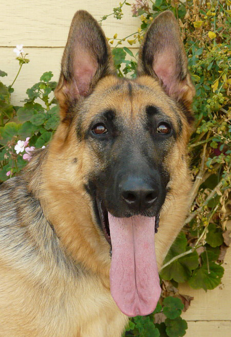 Westside German Shepherd Rescue of Los Angeles
