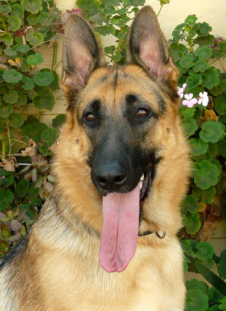 Westside German Shepherd Rescue of Los Angeles
