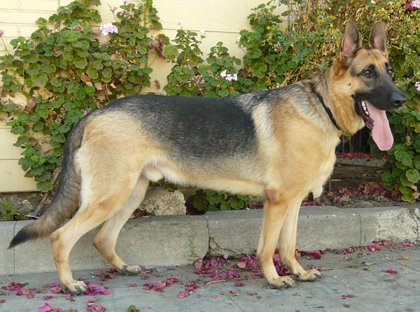 Westside German Shepherd Rescue of Los Angeles