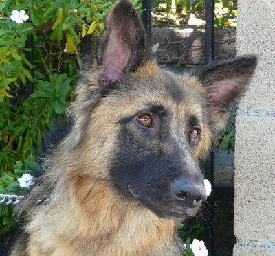 Westside German Shepherd Rescue of Los Angeles