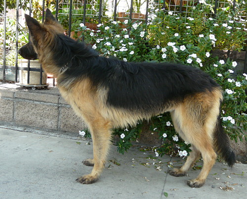 Westside German Shepherd Rescue of Los Angeles