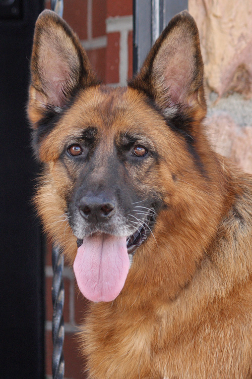 Westside German Shepherd Rescue of Los Angeles
