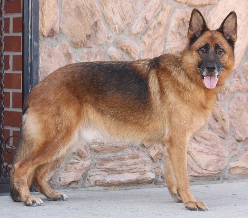 Westside German Shepherd Rescue of Los Angeles
