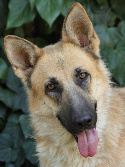 Westside German Shepherd Rescue of Los Angeles