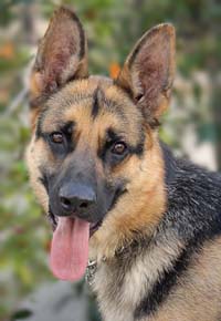 Untitled Document [sheprescue.org]