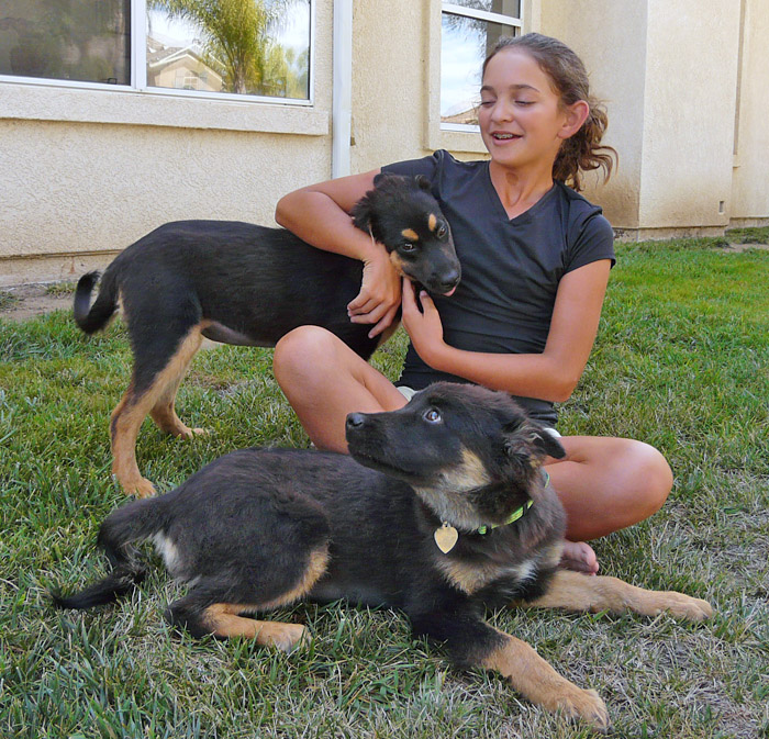 Westside German Shepherd Rescue of Los Angeles