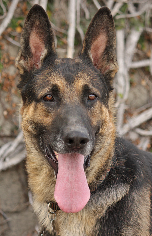 Westside German Shepherd Rescue of Los Angeles