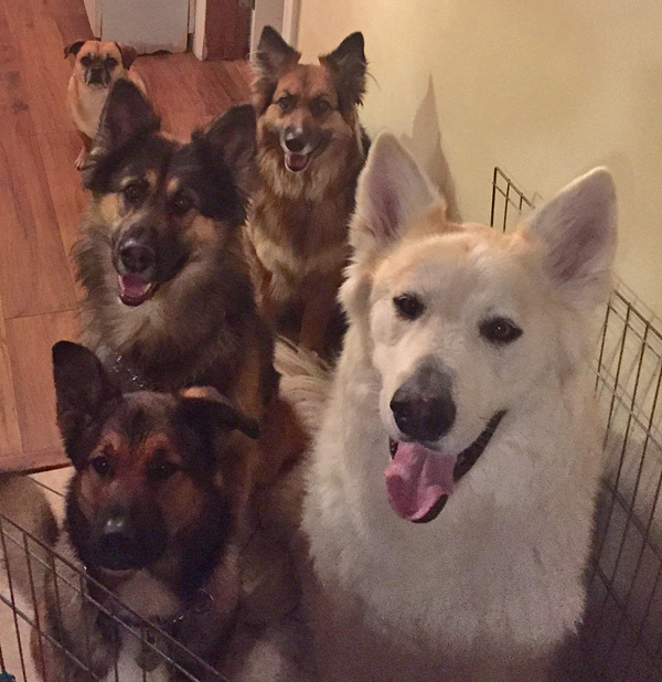 Westside German Shepherd Rescue of Los Angeles