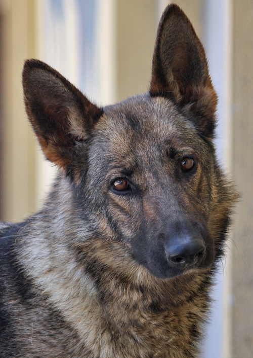 Westside German Shepherd Rescue of Los Angeles