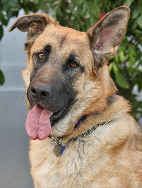 Westside German Shepherd Rescue of Los Angeles