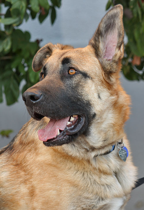 Westside German Shepherd Rescue of Los Angeles