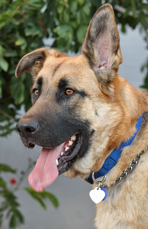 Westside German Shepherd Rescue of Los Angeles