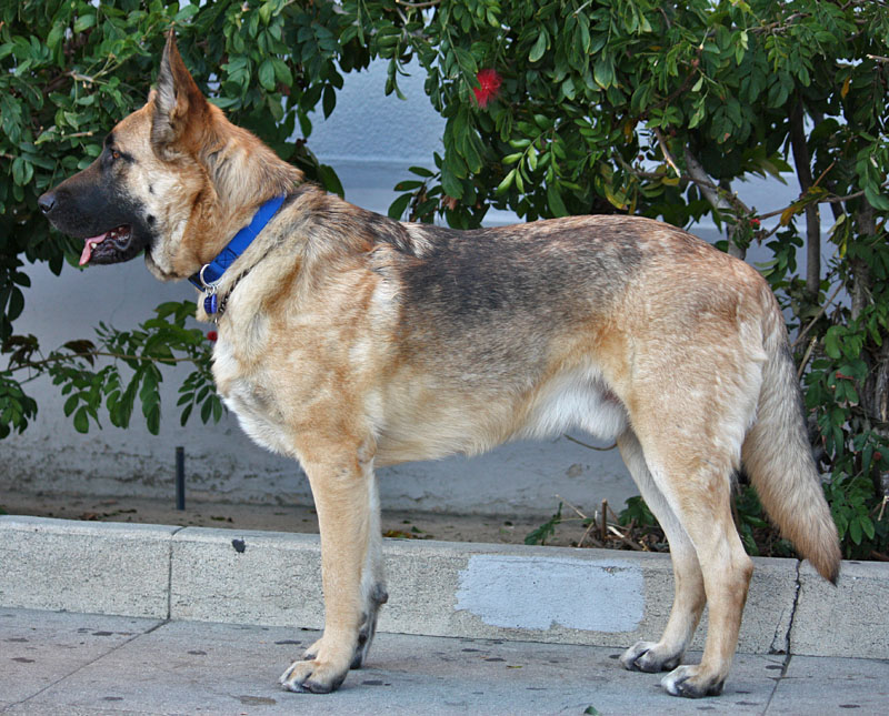 Westside German Shepherd Rescue of Los Angeles